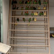 MAGNOLIA BIRD FARM - 143 Photos & 178 Reviews - 8990 Cerritos Ave ...