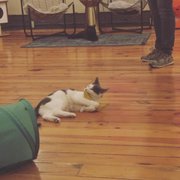 MAC TABBY CAT CAFE - 246 Photos & 105 Reviews - Themed Cafes - 3204 N ...