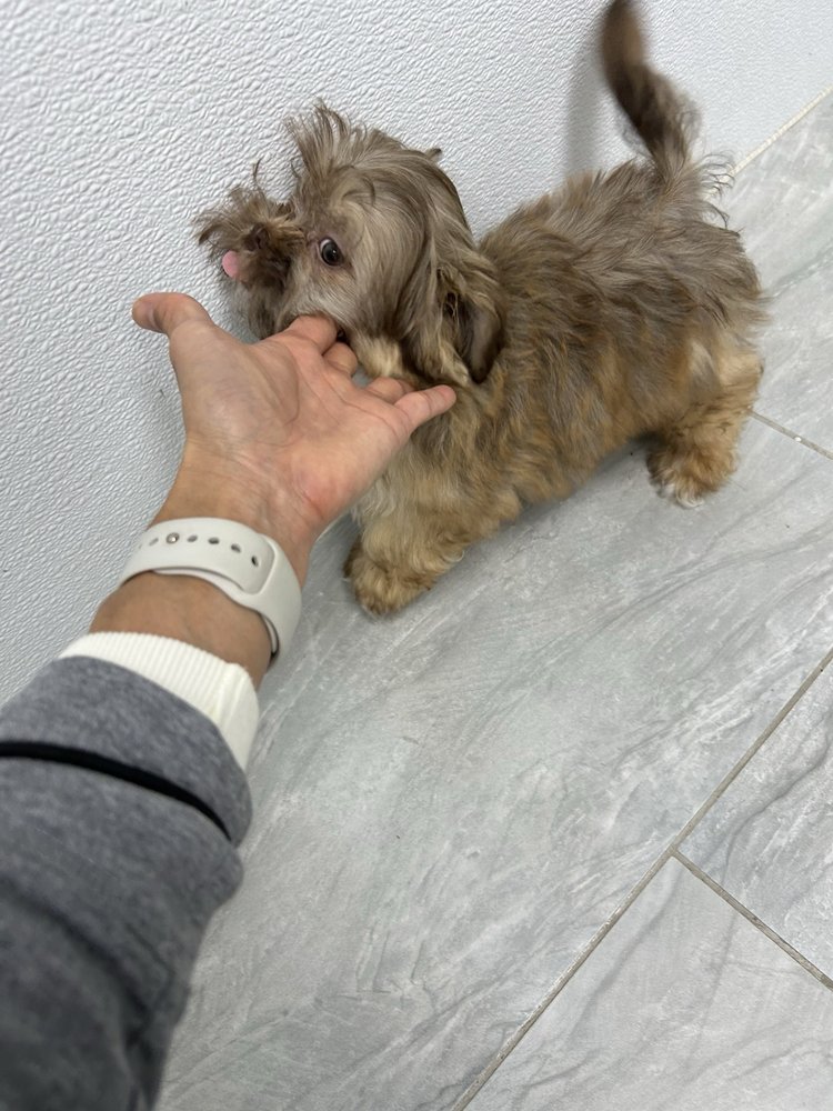 PUPPY DREAMS - Updated December 2025 - 12 Reviews - 2408 E Trinity Mls ...