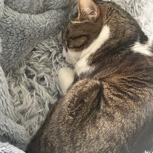 CONNECTICUT CAT CONNECTION - Updated August 2025 - 14 Reviews - 40 ...