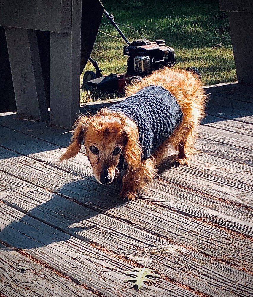 BELLINGHAM ANIMAL HOSPITAL - Updated October 2024 - 12 Photos & 27 ...