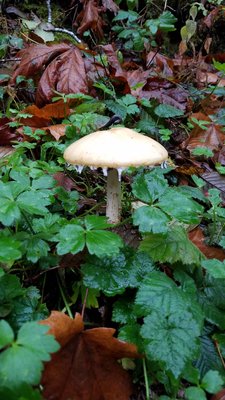 NEHALEM FALLS - Updated November 2025 - 18 Photos - Nehalem, Oregon ...