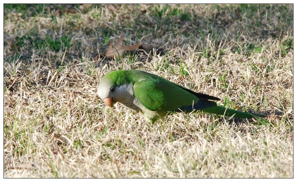 THE WILD PARROTS OF EAST AUSTIN - 34 Photos & 70 Reviews - E 5th St ...