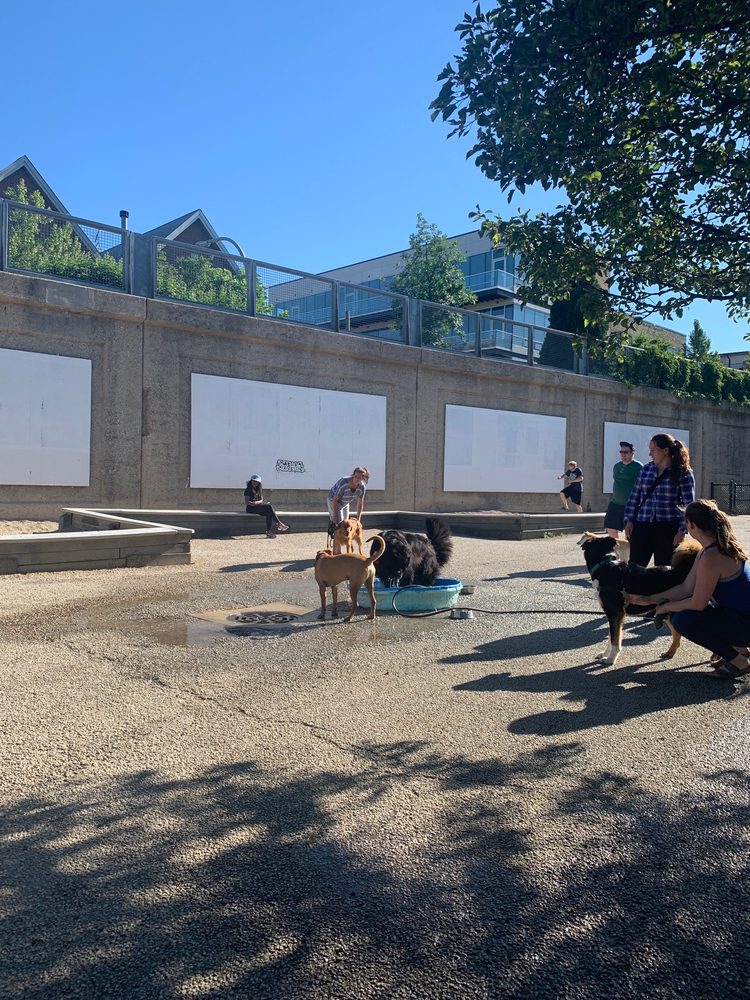 CHURCHILL FIELD DOG PARK - Updated June 2025 - 23 Photos & 43 Reviews ...