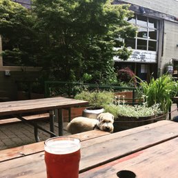 LUCKY LABRADOR BEER HALL - Updated April 2025 - 157 Photos & 239 ...