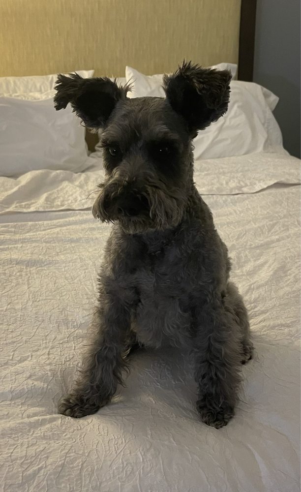 K-9 DESIGNS DOG GROOMING - Updated October 2024 - 3369 Orchard Lake Rd ...