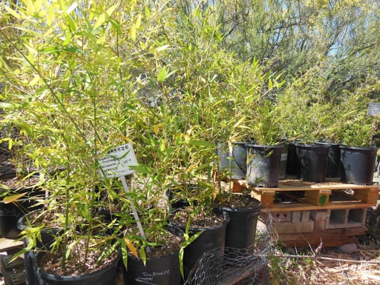 BAMBOO RANCH - Updated August 2025 - 21 Photos - 1901 N Avenida Azahar ...