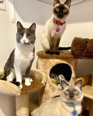 VCA VENTURE ANIMAL HOSPITAL - 51 Photos & 232 Reviews - 8750 Venice ...