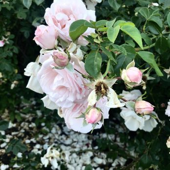 MAPLEWOOD ROSE GARDEN - Updated October 2025 - 109 Photos & 11 Reviews ...