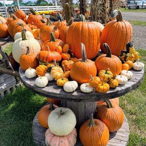HALLOCK’S U-PICK FARM & GREENHOUSE - Updated November 2024 - 44 Photos ...
