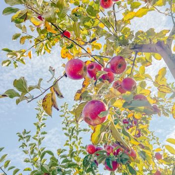 BJ REECE ORCHARDS - Updated September 2025 - 462 Photos & 197 Reviews ...