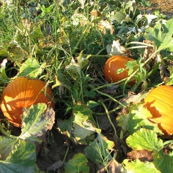 MOON FARM - Updated July 2025 - 31 Photos - 1360 18 1/2 Rd, Fruita ...