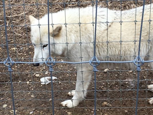 THE WOLF SANCTUARY OF PA - 249 Photos & 76 Reviews - 465 Speedwell ...