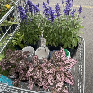 FLOWER POWER ENFIELD - Updated October 2025 - 27 Mitchell St, Enfield ...