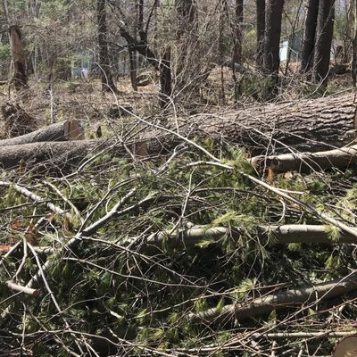 DAVE’S TREE SERVICE - Updated October 2025 - 21 Reviews - 72 Kingston ...