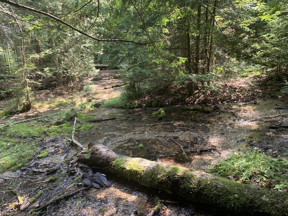 IARGO SPRINGS INTERPRETIVE SITE - 39 Photos - Parks - River Road Scenic ...