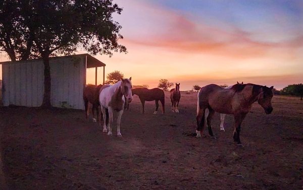 4 HEARTS RANCH - 63 Photos - 16151 US 377 S, Fort Worth, Texas - Horse ...