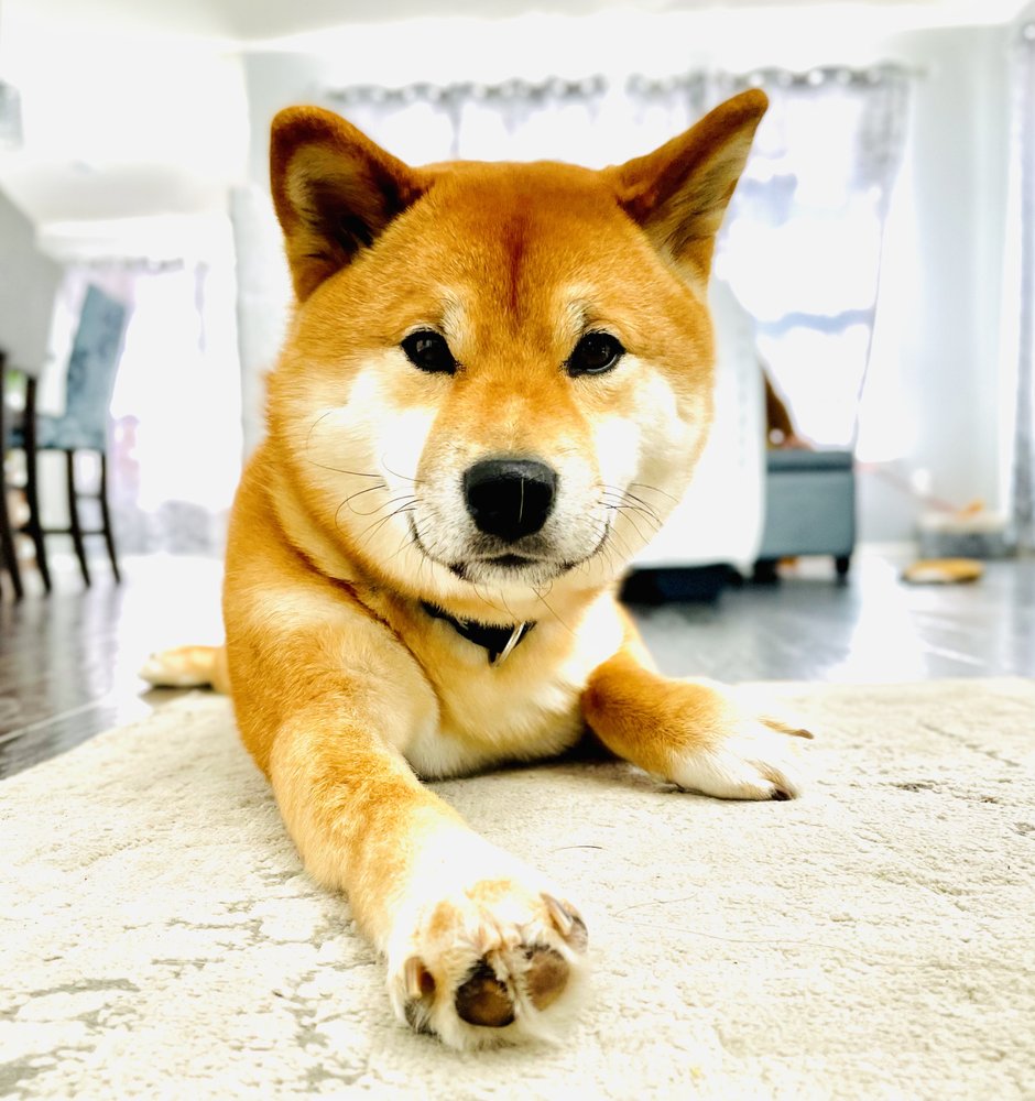 BEACON DOG - Updated March 2025 - Request Consultation - 14 Photos ...