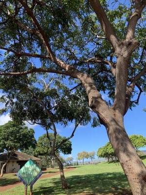 PATSY T. MINK CENTRAL OAHU REGIONAL PARK - Updated August 2025 - 704 ...