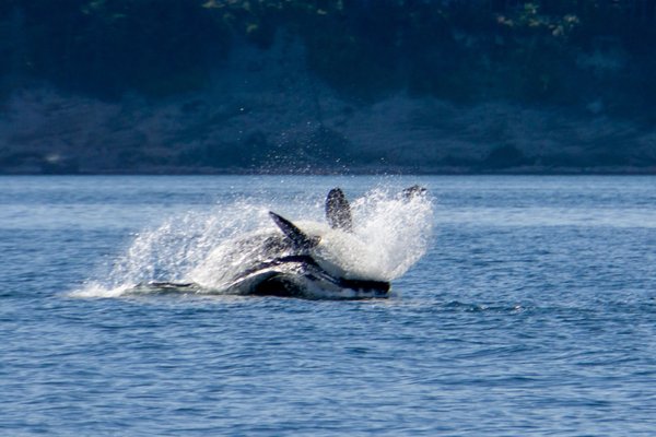 SAN JUAN SAFARIS - SEATTLE ORCA WHALE WATCHING - Updated August 2024 ...