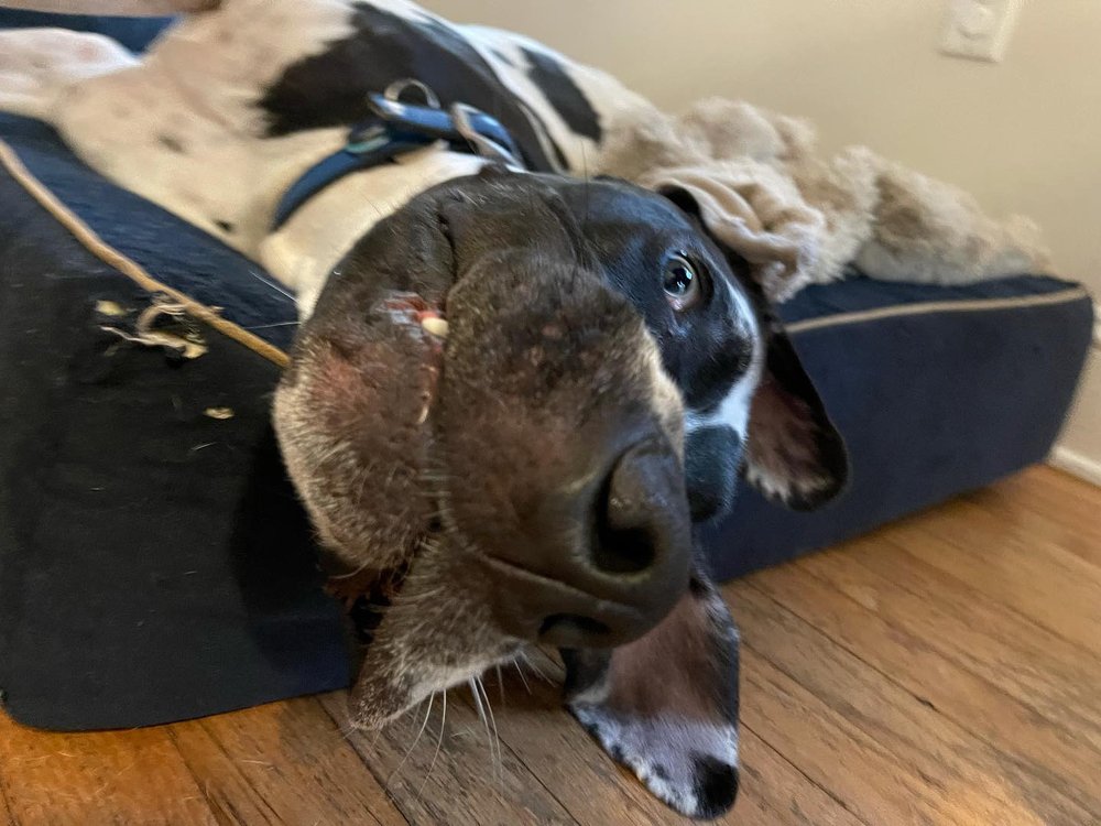 PAWS MIAMI - Updated July 2025 - 43 Photos & 36 Reviews - Coconut Grove ...