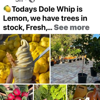 THE LEMON GROVE - Updated October 2025 - 45 Photos & 30 Reviews - 4200 ...