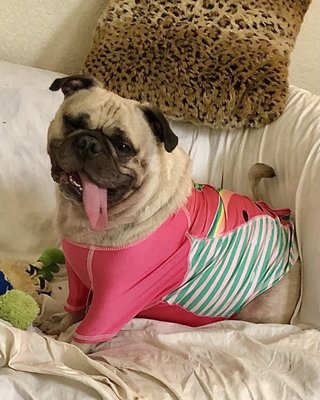 STREET DOGZ - Updated January 2026 - Las Vegas, Nevada - Community ...