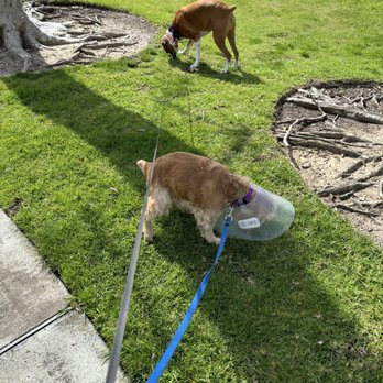 PRICELESS PET RESCUE - COSTA MESA - Updated December 2025 - 67 Photos ...