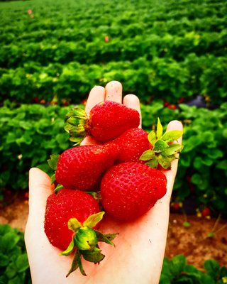 MCADAMS FARM - Updated April 2025 - 37 Photos & 10 Reviews - 1100 N ...