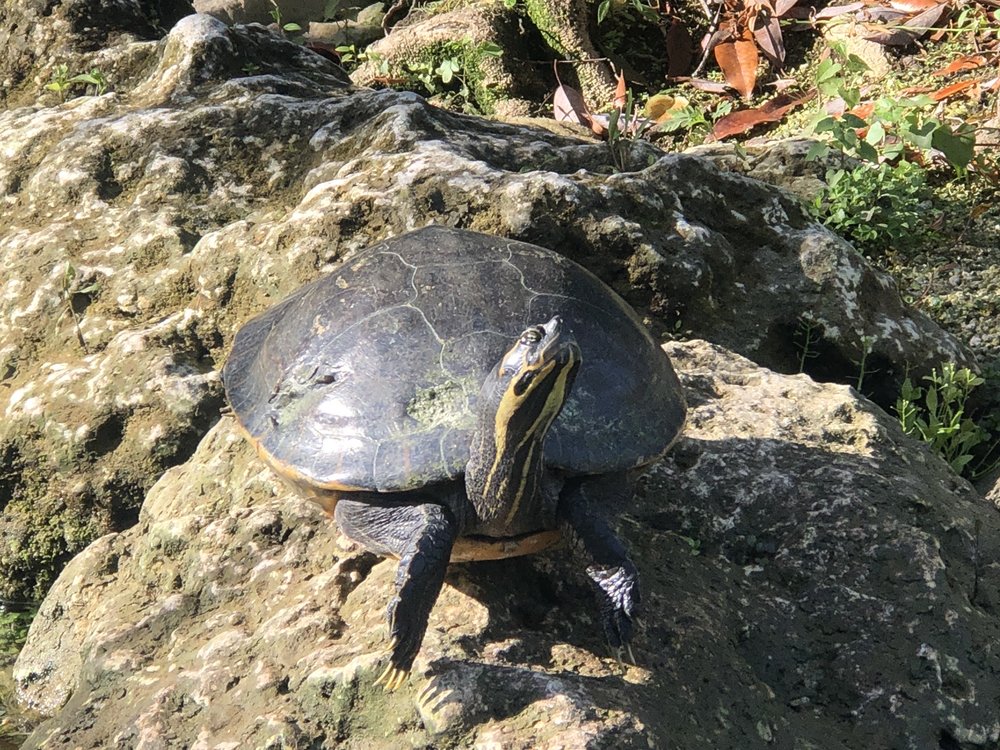 CRYSTAL RIVER KAYAK RENTALS - Updated July 2024 - 469 N E 1st St ...