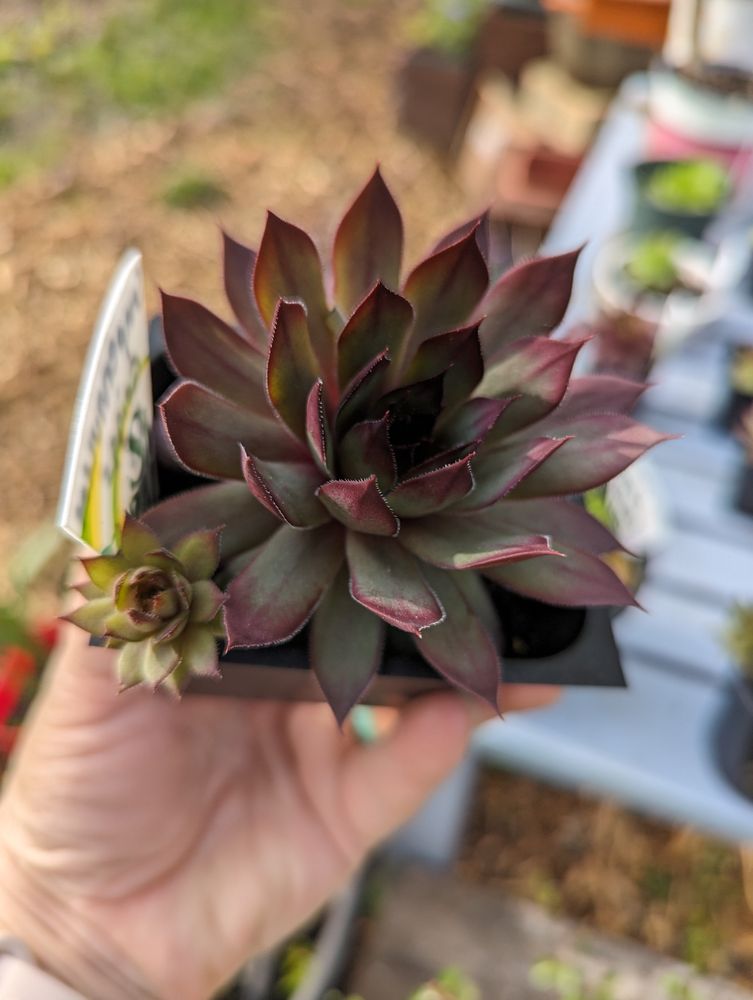 CHRISTINE’S BOTANICAL GARDENS - Updated July 2025 - 68 Photos - 2700 ...