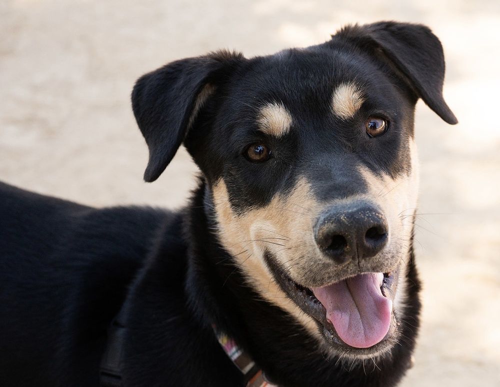 BUTTE HUMANE SOCIETY - Updated June 2026 - 10 Photos & 57 Reviews ...