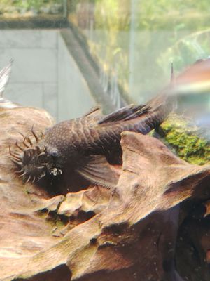 STRICTLY REEF - Updated December 2025 - 122 Photos & 68 Reviews - 907 W ...