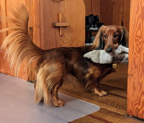 BERKELEY DOG & CAT HOSPITAL - Updated February 2025 - 128 Photos & 741 ...