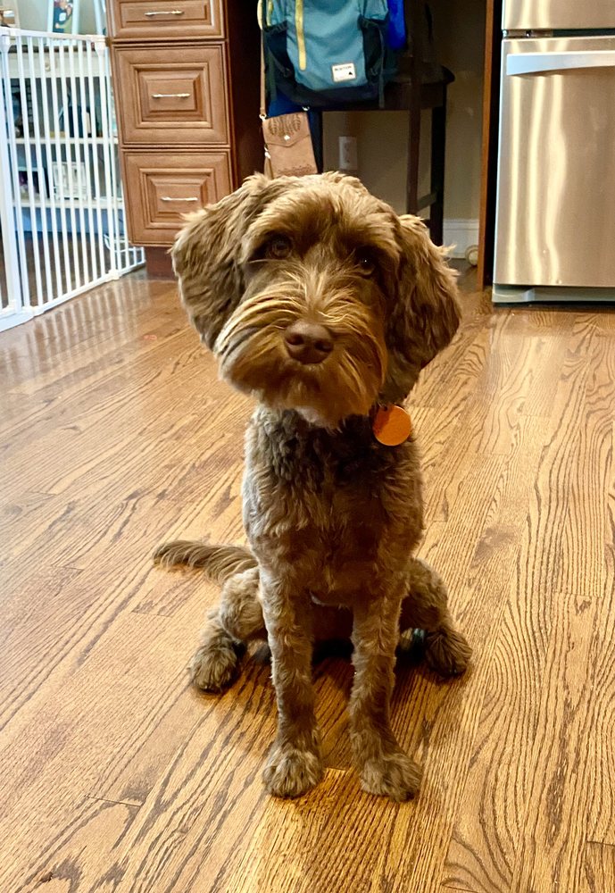 SUBURBAN PETS - Updated June 2026 - 31 Reviews - 24 Joan Ln, Massapequa ...