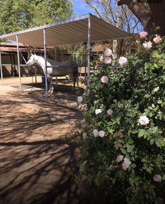 RAVEN RANCH - Updated October 2025 - 17 Photos - 9525 E Graf Ln, Tucson ...