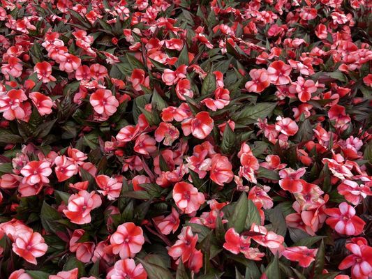 THE BUSHEL STOP - Updated August 2025 - 183 Photos & 68 Reviews - 8596 ...