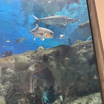 SHARK REEF CAFE - Updated December 2025 - 104 Photos & 68 Reviews ...