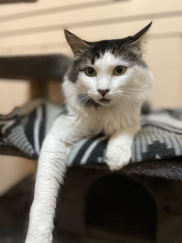 JONAH’S CAT SITTING - 19700 N 76th St, Scottsdale, Arizona - Pet ...