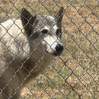 SAINT FRANCIS WOLF SANCTUARY - Updated October 2025 - 110 Photos & 48 ...