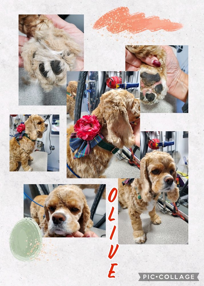 MUTT CUTS MOBILE GROOMING - Updated December 2025 - 131 Photos & 86 ...