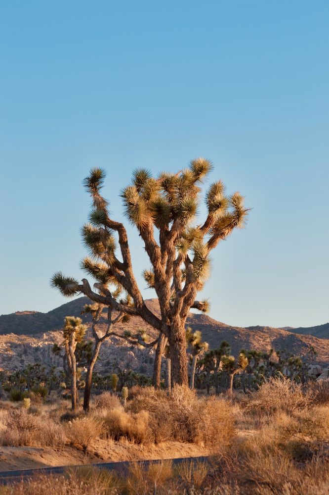 JOSHUA TREE NATIONAL PARK - 7350 Photos & 979 Reviews - Parks - 74485 ...