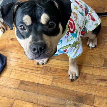 ALL ABOUT DOGS & CATS - Updated October 2025 - 17 Photos & 30 Reviews ...