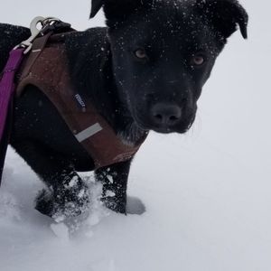 WRIGHT WAY RESCUE - 56 Photos & 145 Reviews - Animal Shelters - 5915 ...