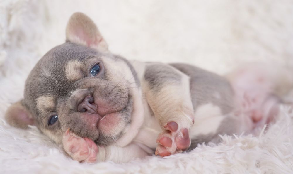 BULLY BRAND FRENCHIES - Updated February 2025 - Request Information ...