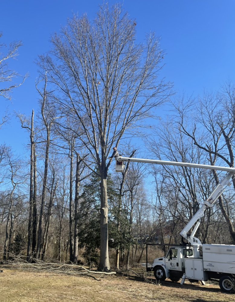 TOM’S TREE SERVICE - Updated January 2026 - Perryville, Maryland - Tree Services - Phone Number ...