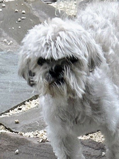 WOOF GANG BAKERY & GROOMING MURABELLA - Updated June 2024 - 185 ...