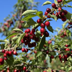 FREITAS CHERRY RANCH - Updated June 2025 - 41 Photos & 53 Reviews - 555 ...