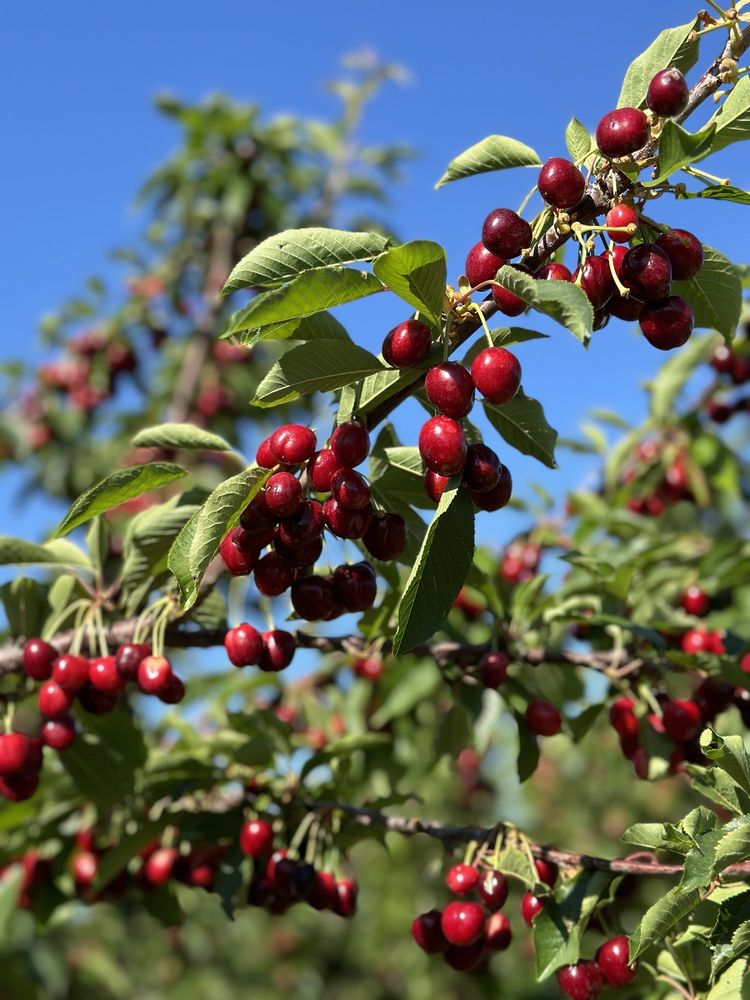 CHERRY TIME - TEMP. CLOSED - Updated October 2025 - 224 Photos & 91 ...