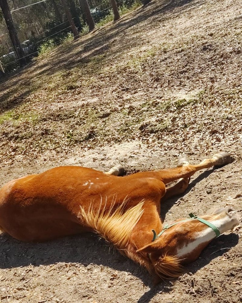 CRAZY 8 RANCH - Updated December 2025 - 812 Sir Richard Rd, Tallahassee ...